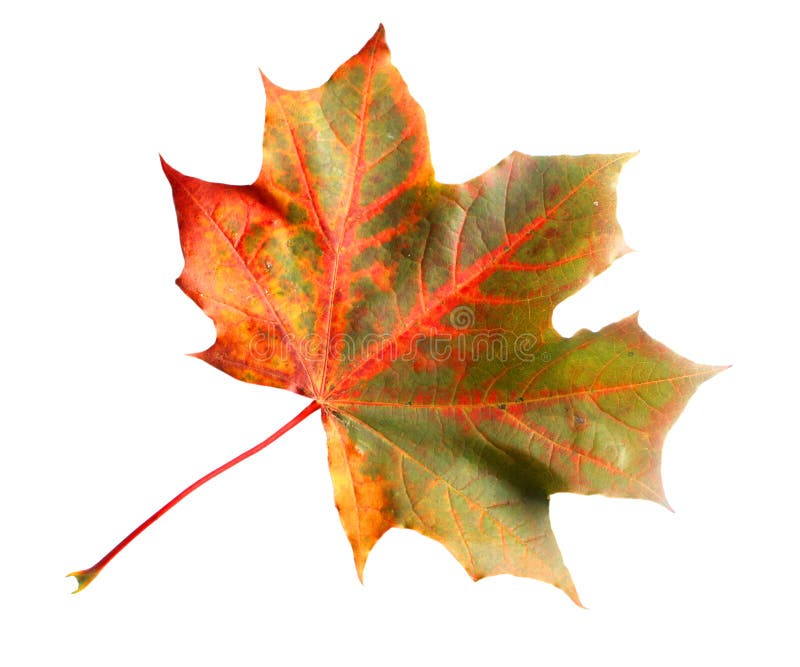 Hoja De Arce Colorida Aislada Foto de archivo - Imagen de esquina ...
