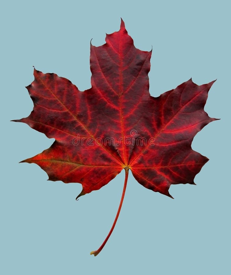 Hoja De Arce Canadiense En El Otoño Imagen de archivo - Imagen de ...