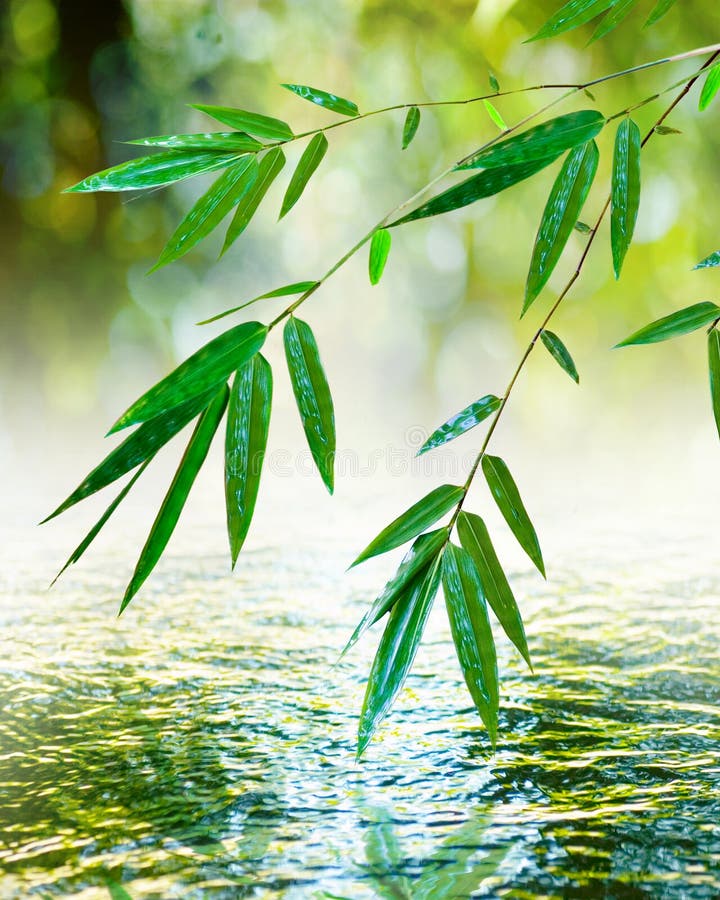 Hoja De Bambú (alcohol Del Zen) Imagen de archivo - Imagen de balneario ...