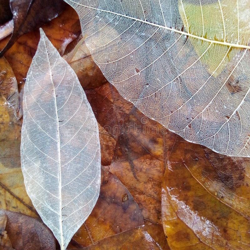 Hoja de bodhi seca imagen de archivo. Imagen de hoja - 265890571