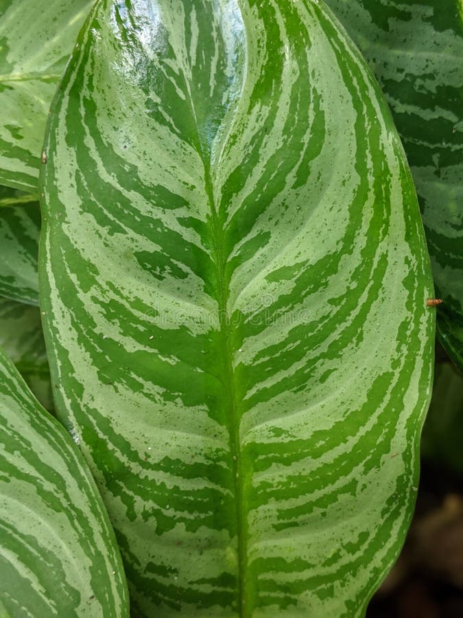 Hoja De Bosque Aglaonema Crispum Imagen de archivo - Imagen de flor ...