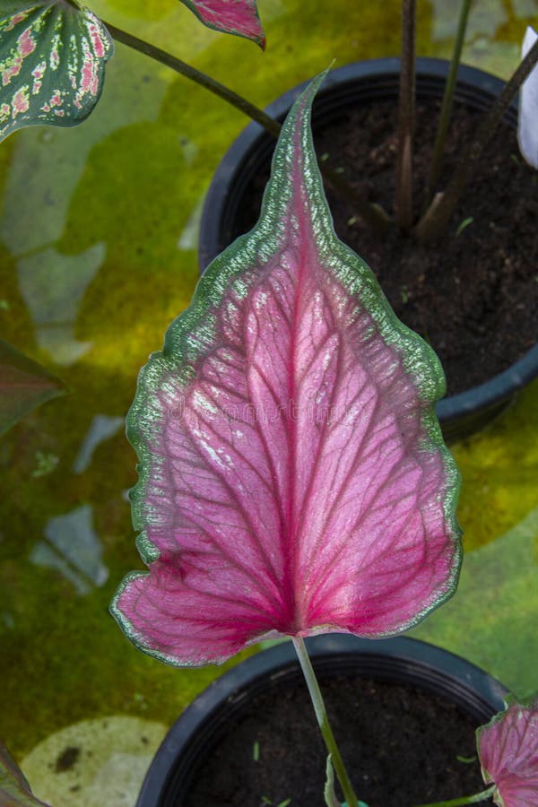 Hoja de caladio bicolor imagen de archivo. Imagen de planta - 243825933