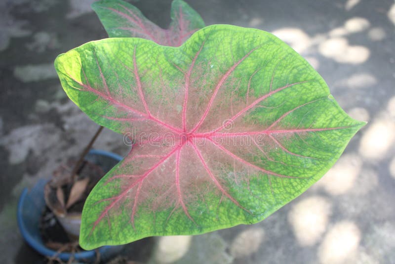 Hoja De Caladio En Indonesia Foto de archivo - Imagen de deciduo, hoja ...