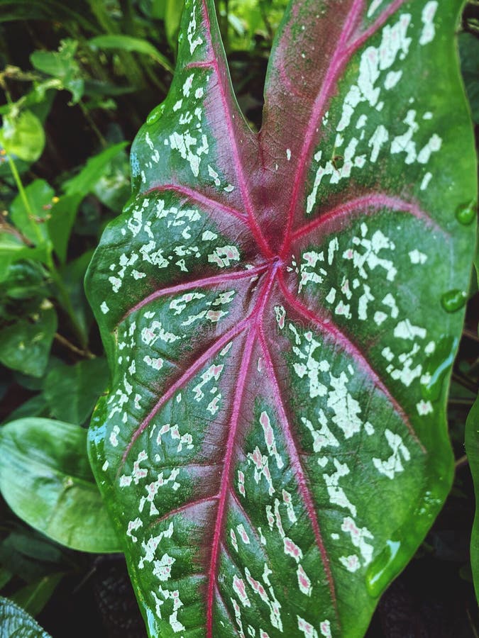 Hoja de caladio imagen de archivo. Imagen de fresco - 268309489