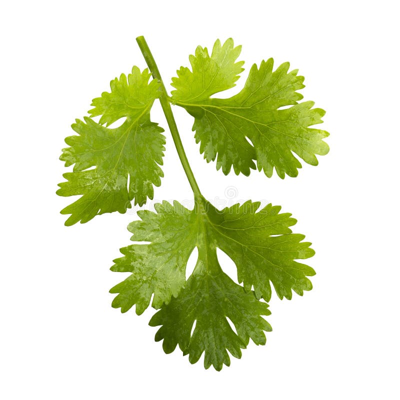 Hoja De Cilantro Aislada En Fondo Blanco Imagen de archivo - Imagen de ...