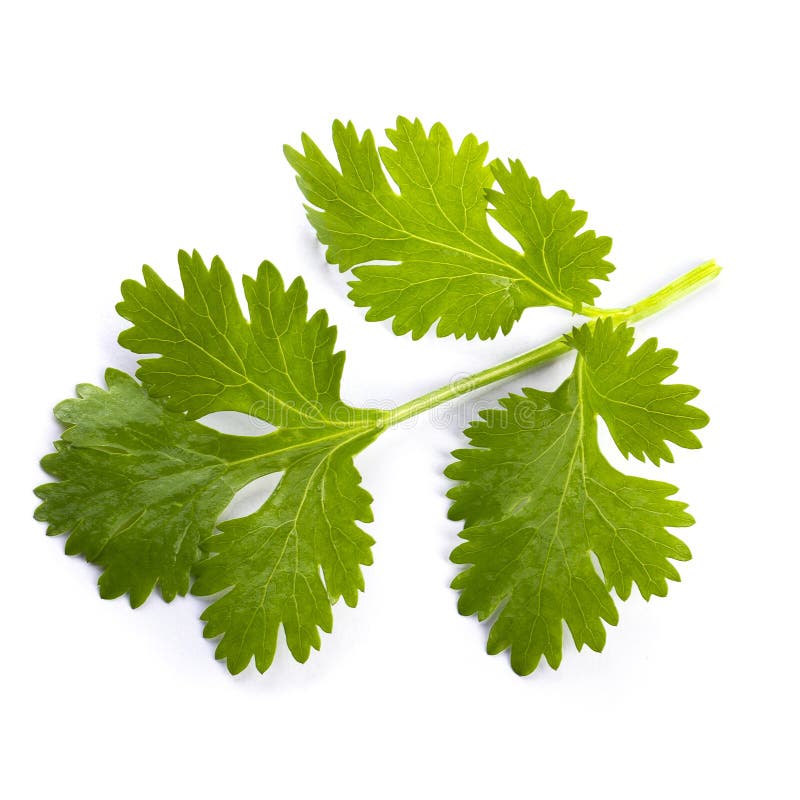 Hoja De Cilantro Aislada En Fondo Blanco Imagen de archivo - Imagen de ...
