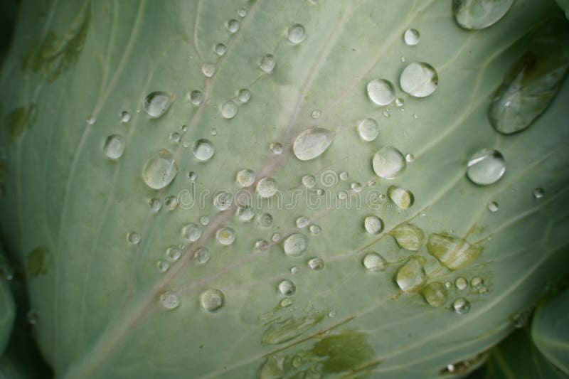 Hoja De Col Con Gotas De Agua. Imagen de archivo - Imagen de travieso ...