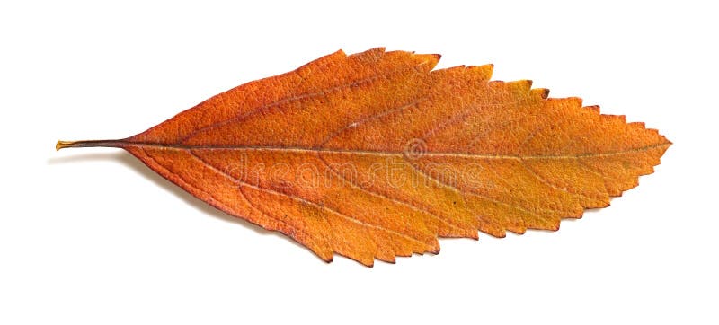 Hoja De Color Naranja Sobre Fondo Blanco Foto de archivo - Imagen de ...