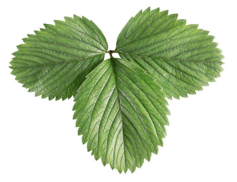 Hoja De Fresa Aislada En Fondo Blanco Foto de archivo - Imagen de ...