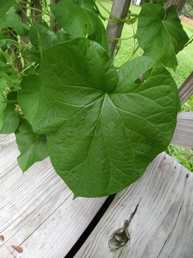 Hoja de gloria matutina imagen de archivo. Imagen de cubo - 235654481