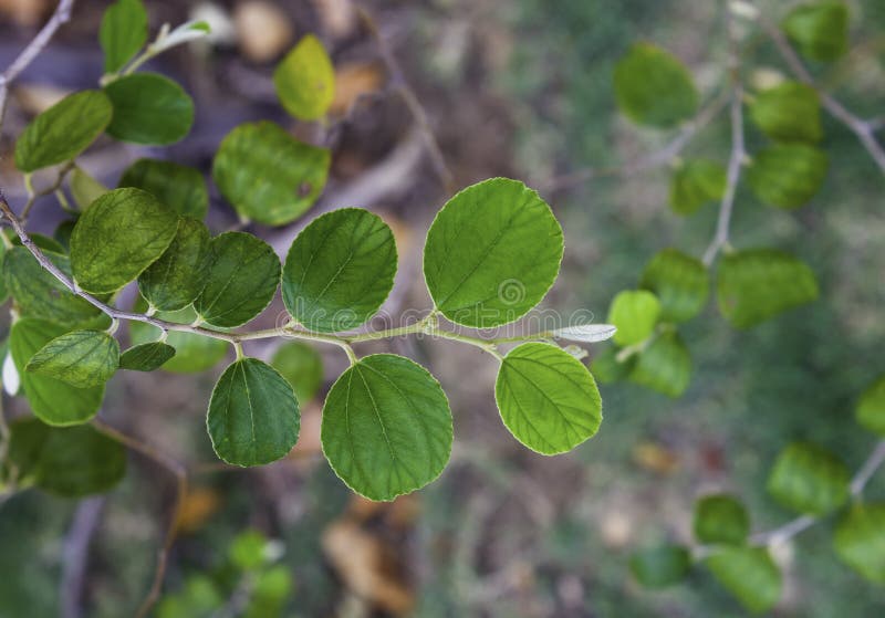 Hoja de la azufaifa imagen de archivo. Imagen de hoja - 53414707