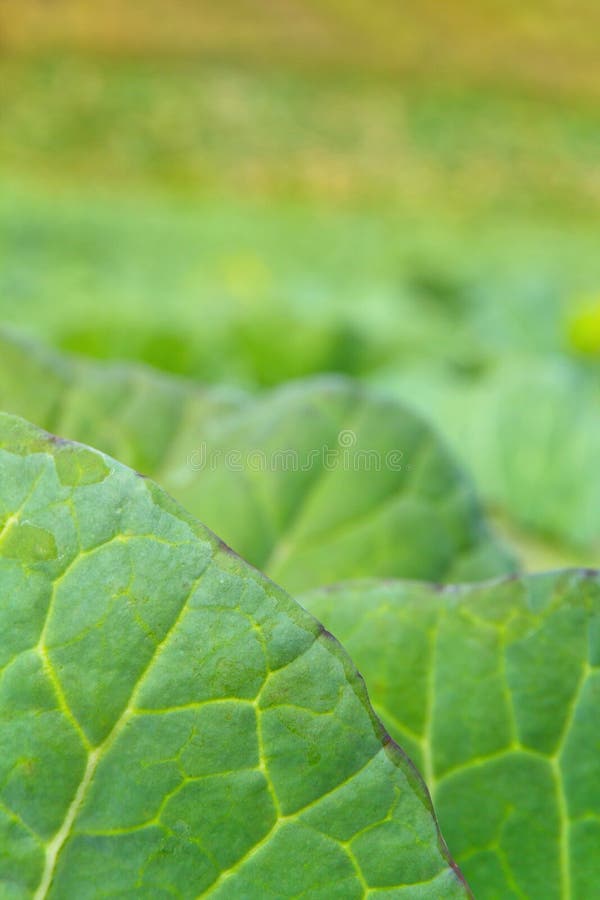 Hoja De La Col Imagen. Imagen: 32132419