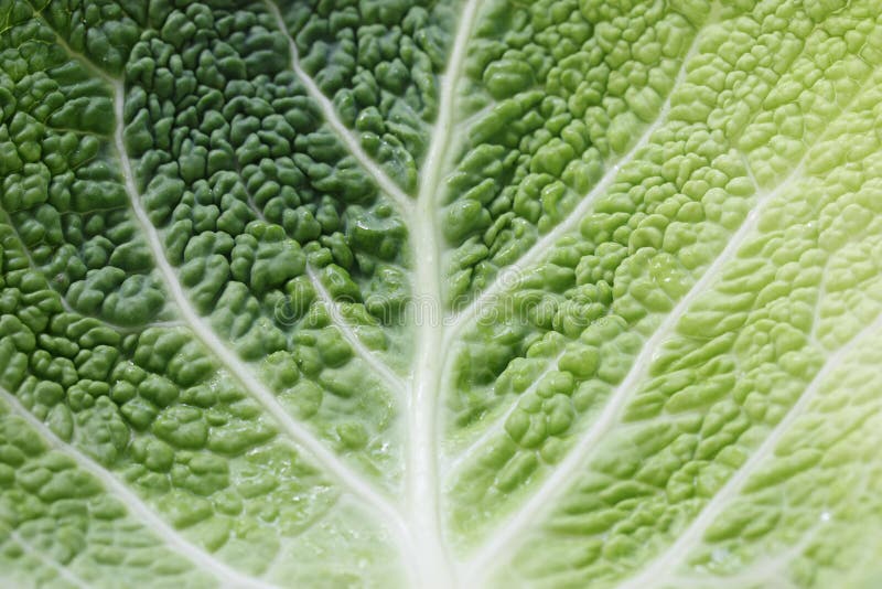 Hoja De La Col De Col Rizada Imagen de archivo - Imagen de primer ...
