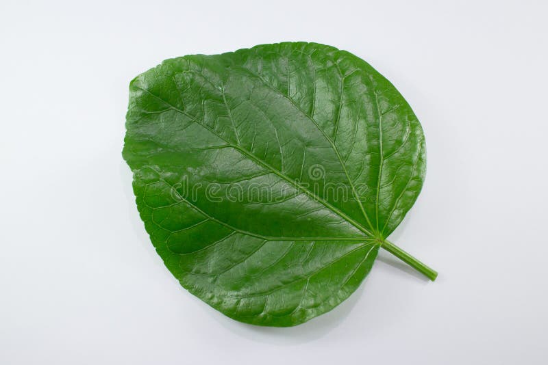 Hoja De La Flor China Del Hibisco Foto de archivo - Imagen de espacio ...