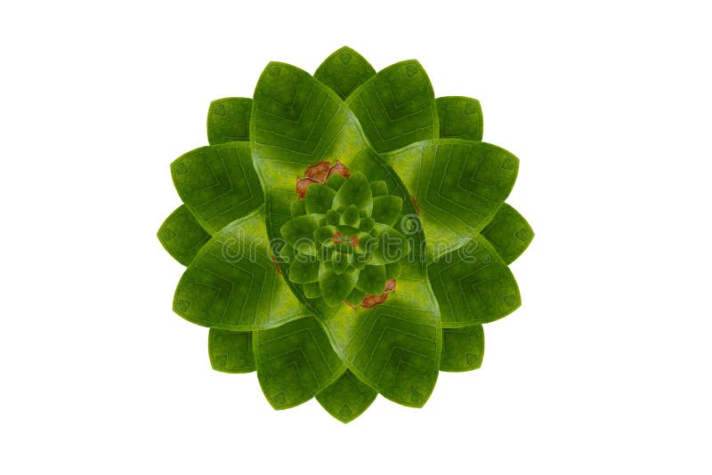 Hoja De La Forma De La Idea Imagen de archivo - Imagen de aislado ...