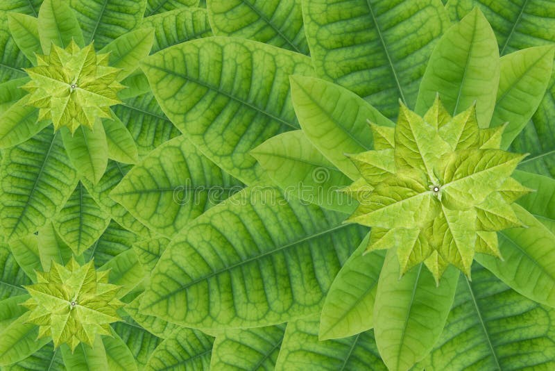 Hoja De La Forma De La Idea Foto de archivo - Imagen de exterior ...