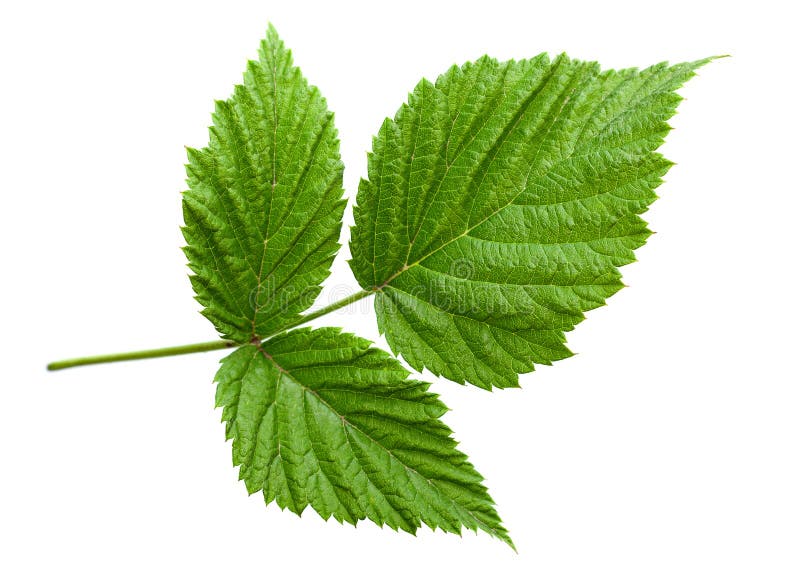 Hoja De La Frambuesa Aislada Foto de archivo - Imagen de macro, nadie ...