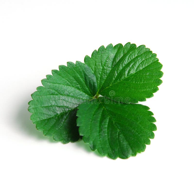 Hoja De La Fresa Aislada En El Fondo Blanco Foto de archivo - Imagen de ...