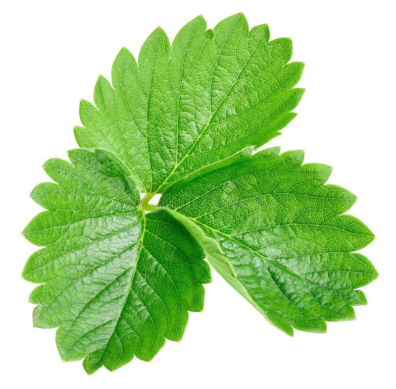 Hoja De La Fresa Aislada En Blanco Foto de archivo - Imagen de verde ...
