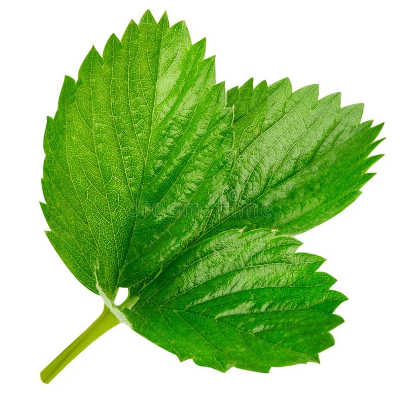 Hoja De La Fresa Aislada En Blanco Foto de archivo - Imagen de vivo ...