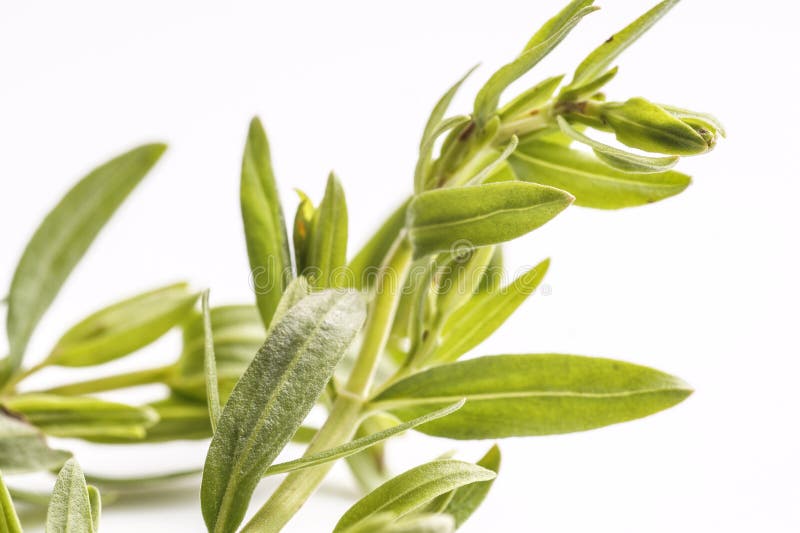 Planta De La Hierba Del Hisopo Imagen de archivo - Imagen de blanco ...