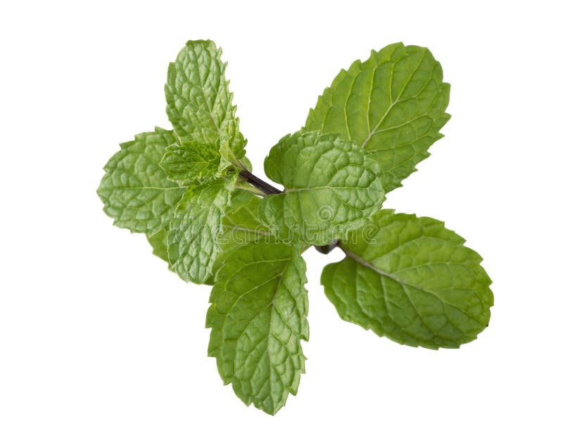 Hoja de la hierbabuena foto de archivo. Imagen de flora - 85889442