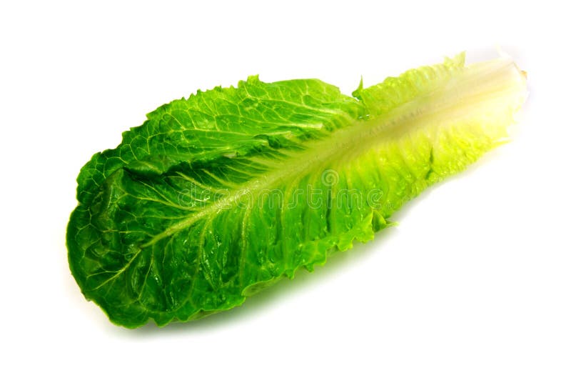 Hoja de la lechuga imagen de archivo. Imagen de quebradizo - 5801493