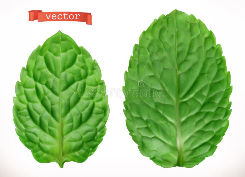 Hoja De La Menta Icono Realista Del Vector 3d Ilustración del Vector ...