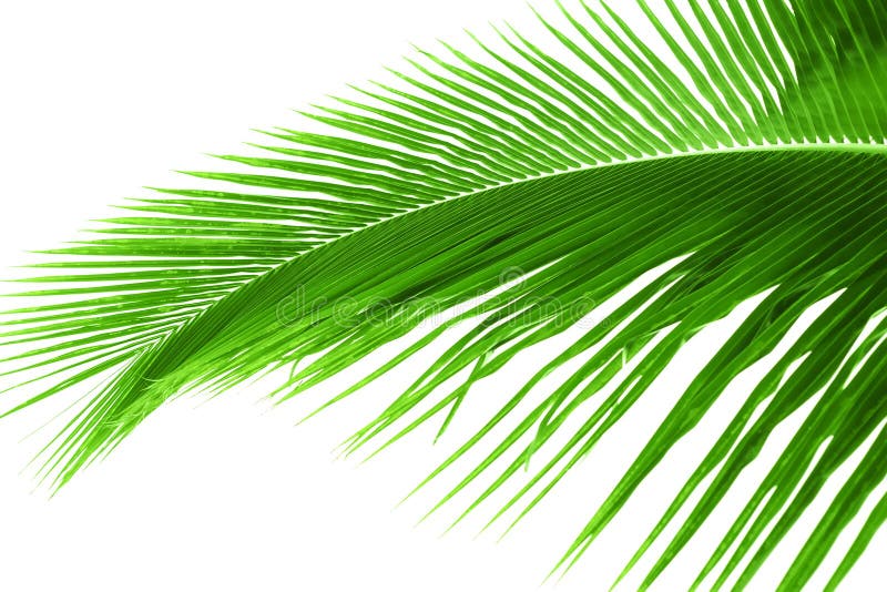 Hoja de la palmera aislada foto de archivo. Imagen de bosque - 102014290