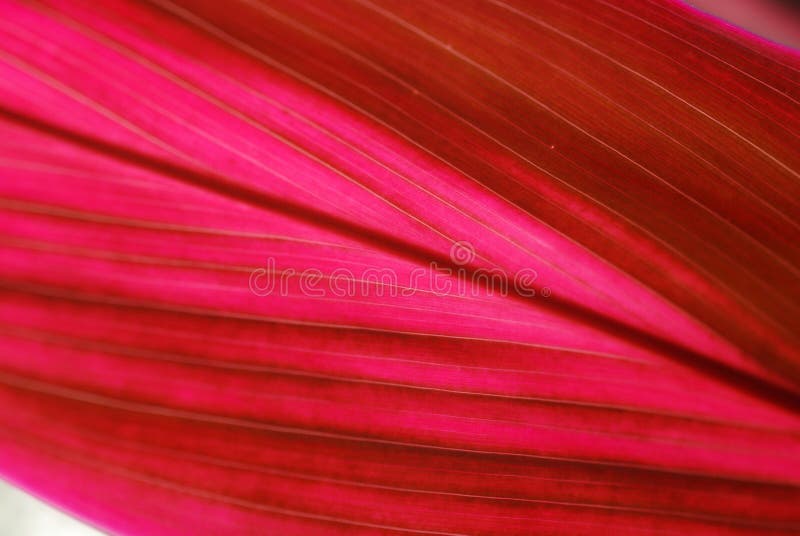 Hoja De La Planta Del Color Rojo Imagen de archivo - Imagen de planta ...