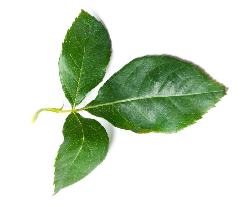 Hoja De La Rosa Del Verde Aislada En Blanco Imagen de archivo - Imagen ...