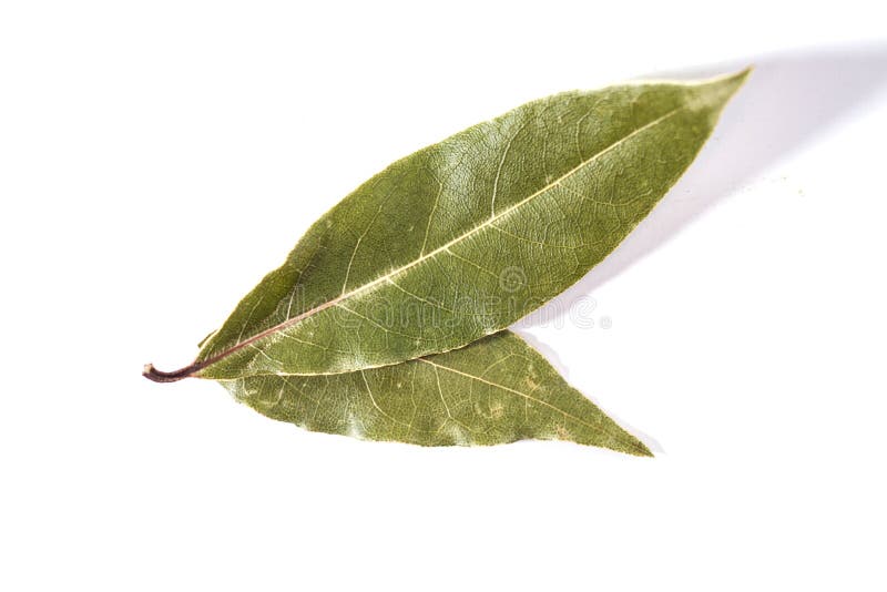 Hoja De Laurel Aislada En Blanco Foto de archivo - Imagen de herbario ...