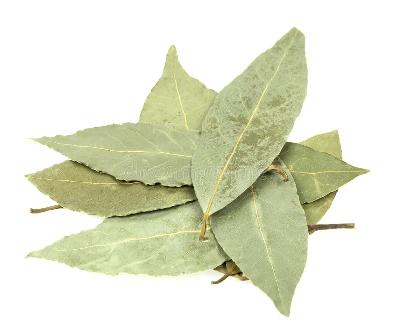 Hoja De Laurel Aislada Sobre Fondo Blanco Foto de archivo - Imagen de ...