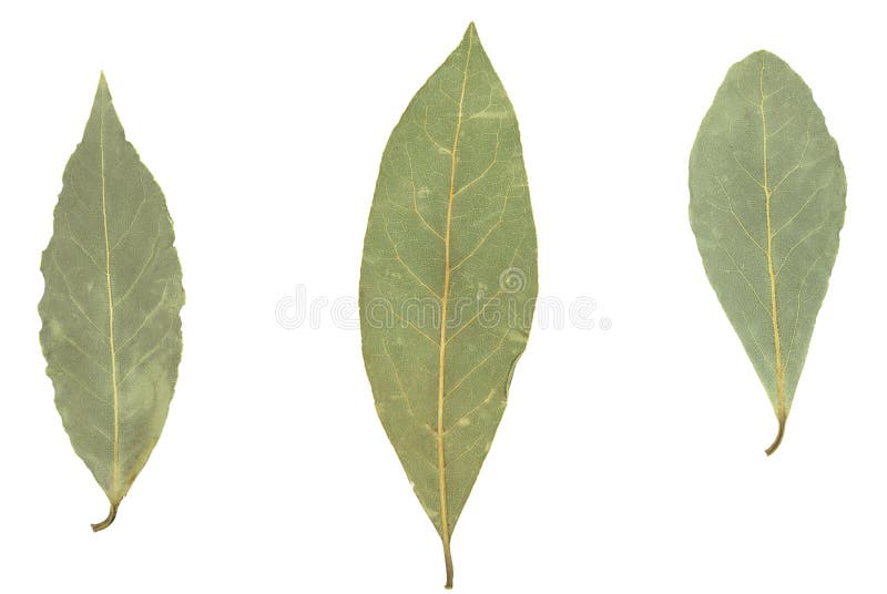 Hoja De Laurel Aislada Sobre Fondo Blanco Imagen de archivo - Imagen de ...