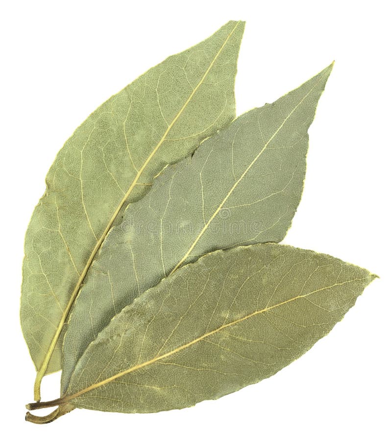 Hoja De Laurel Aislada Sobre Fondo Blanco Foto de archivo - Imagen de ...
