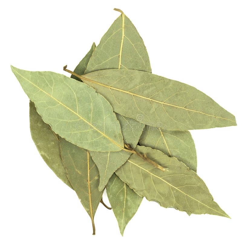 Hoja De Laurel Aislada Sobre Fondo Blanco Imagen de archivo - Imagen de ...