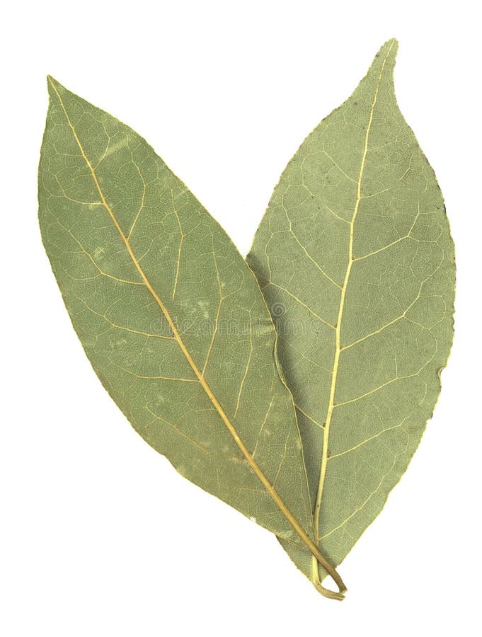 Hoja De Laurel Aislada Sobre Fondo Blanco Foto de archivo - Imagen de ...