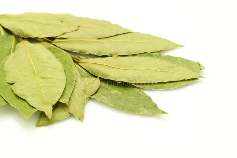 Hoja de laurel en blanco foto de archivo. Imagen de seco - 50288594