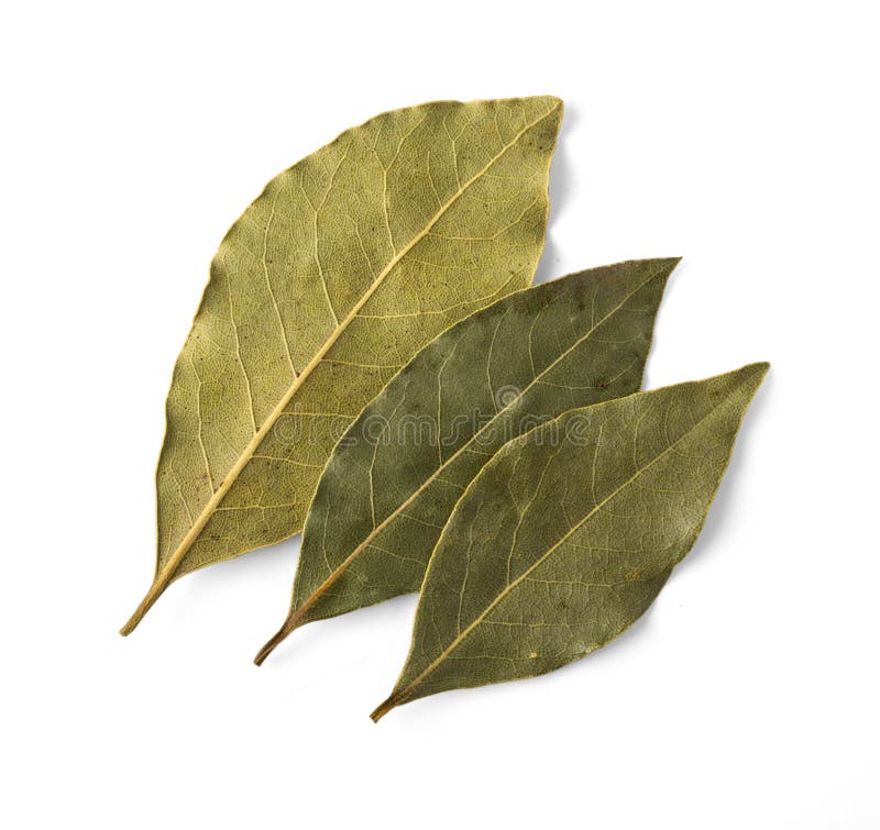 Hoja de laurel en blanco foto de archivo. Imagen de color - 79325672