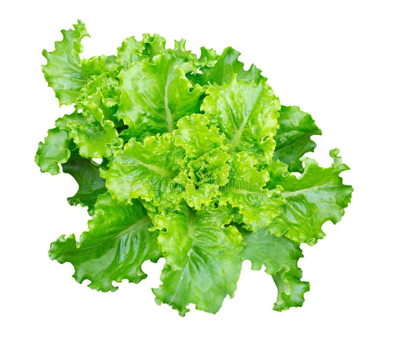 Hoja de lechuga cortada foto de archivo. Imagen de lechuga - 251531860