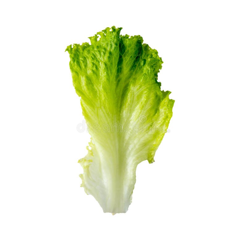 Hoja De Lechuga Sobre Fondo Blanco Aislado Stock de ilustración ...
