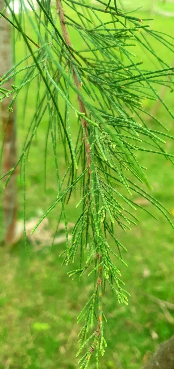 Hoja de niddel imagen de archivo. Imagen de hierba, cubo - 204431599