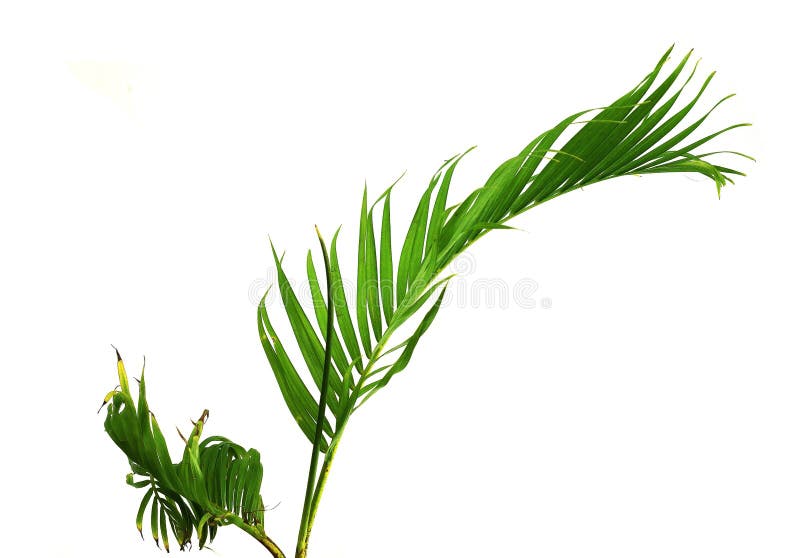 Hoja de palma foto de archivo. Imagen de plantas, palma - 254219246