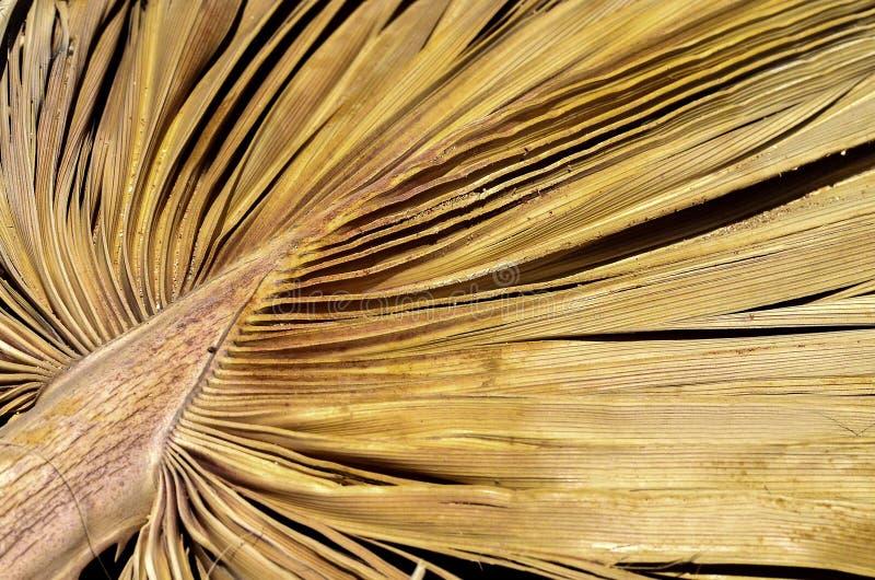 789 Hoja De Palma Seca Fotos - Libres de Derechos y Gratuitas de Dreamstime