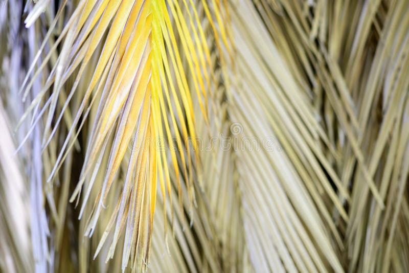 789 Hoja De Palma Seca Fotos - Libres de Derechos y Gratuitas de Dreamstime