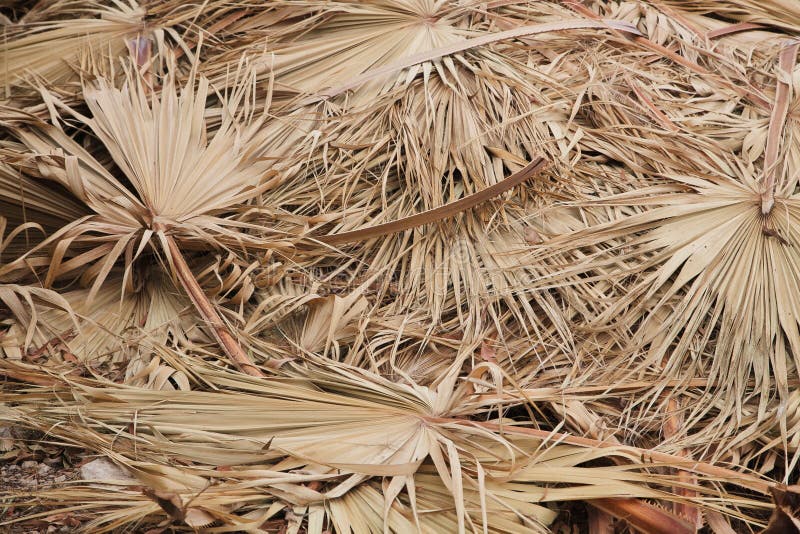 789 Hoja De Palma Seca Fotos - Libres de Derechos y Gratuitas de Dreamstime