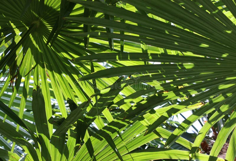 Hoja de palma verde imagen de archivo. Imagen de planta - 15949053