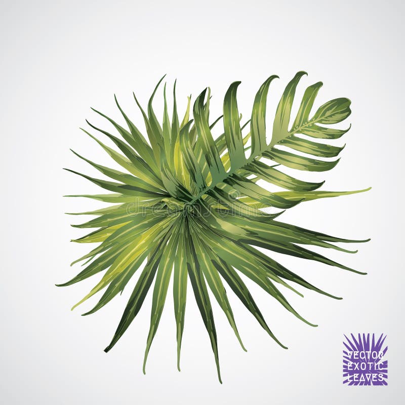 Hoja De Palma Verde Del Vector Ilustración del Vector - Ilustración de ...