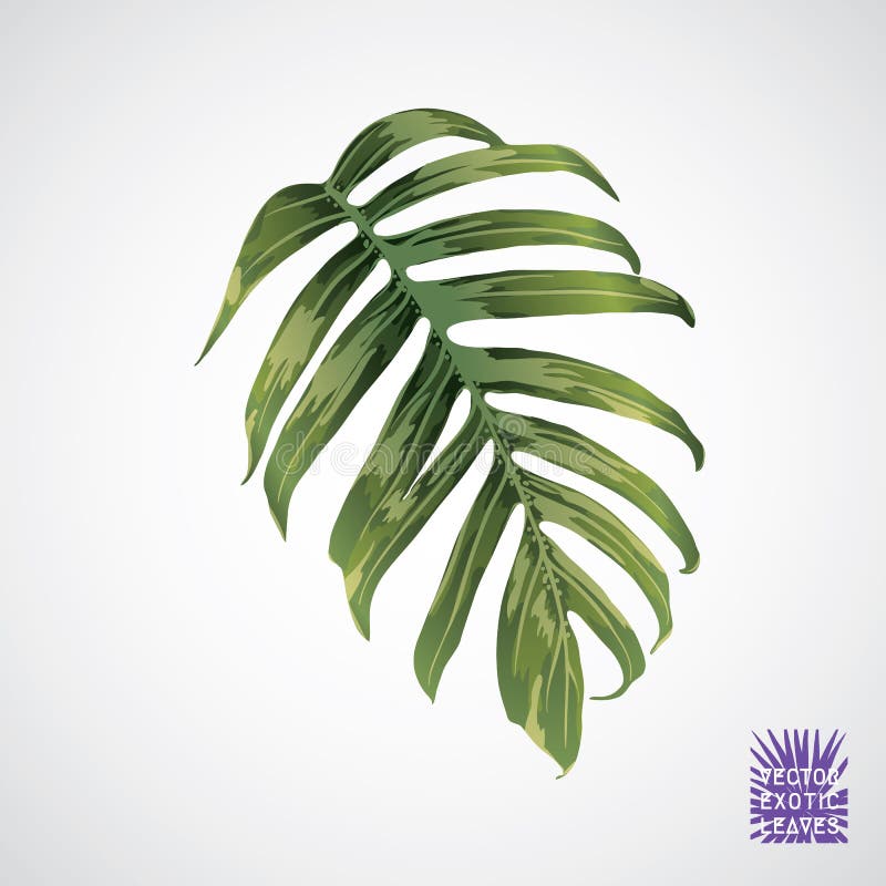 Hoja De Palma Verde Del Vector Ilustración del Vector - Ilustración de ... Hoja De Palma Verde Del Vector Ilustración del Vector - Ilustración de ...