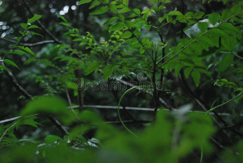 Hoja De Planta De Karapincha Imagen de archivo - Imagen de bosque ...